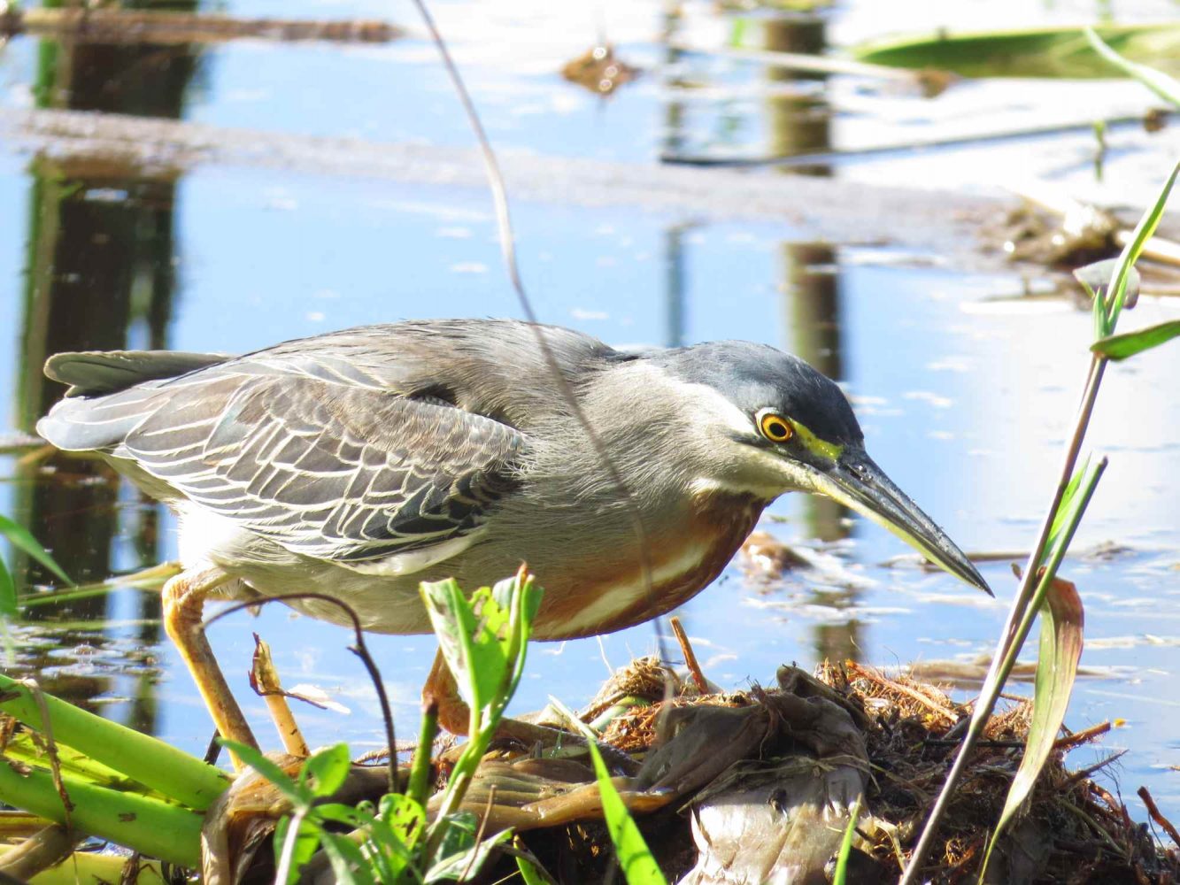 Marais de Kaw - Découvrez la faune - MARAIS de KAW