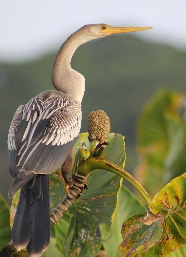 L'Anhinga d'Amérique - MARAIS de KAW