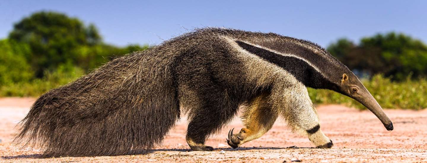 Marais de Kaw - Découvrez la faune - MARAIS de KAW