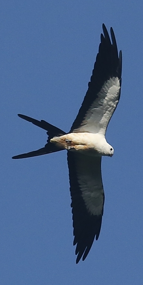 Le Milan à Queue Fourchue - MARAIS de KAW