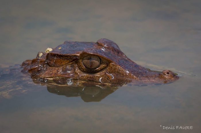 Le Caïman Rouge - MARAIS de KAW