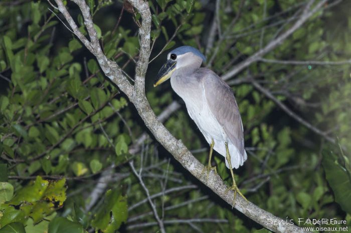 Le Savacou Huppé - MARAIS de KAW